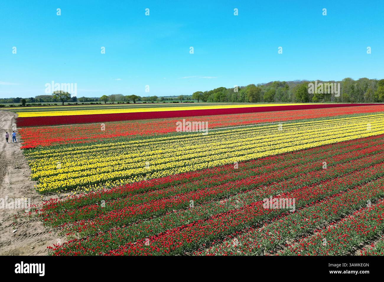 People walk in a field of tulips as it comes into colour near King's ...