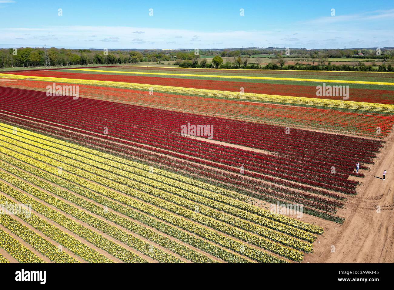 People take photos in a field of tulips as it comes into colour near ...