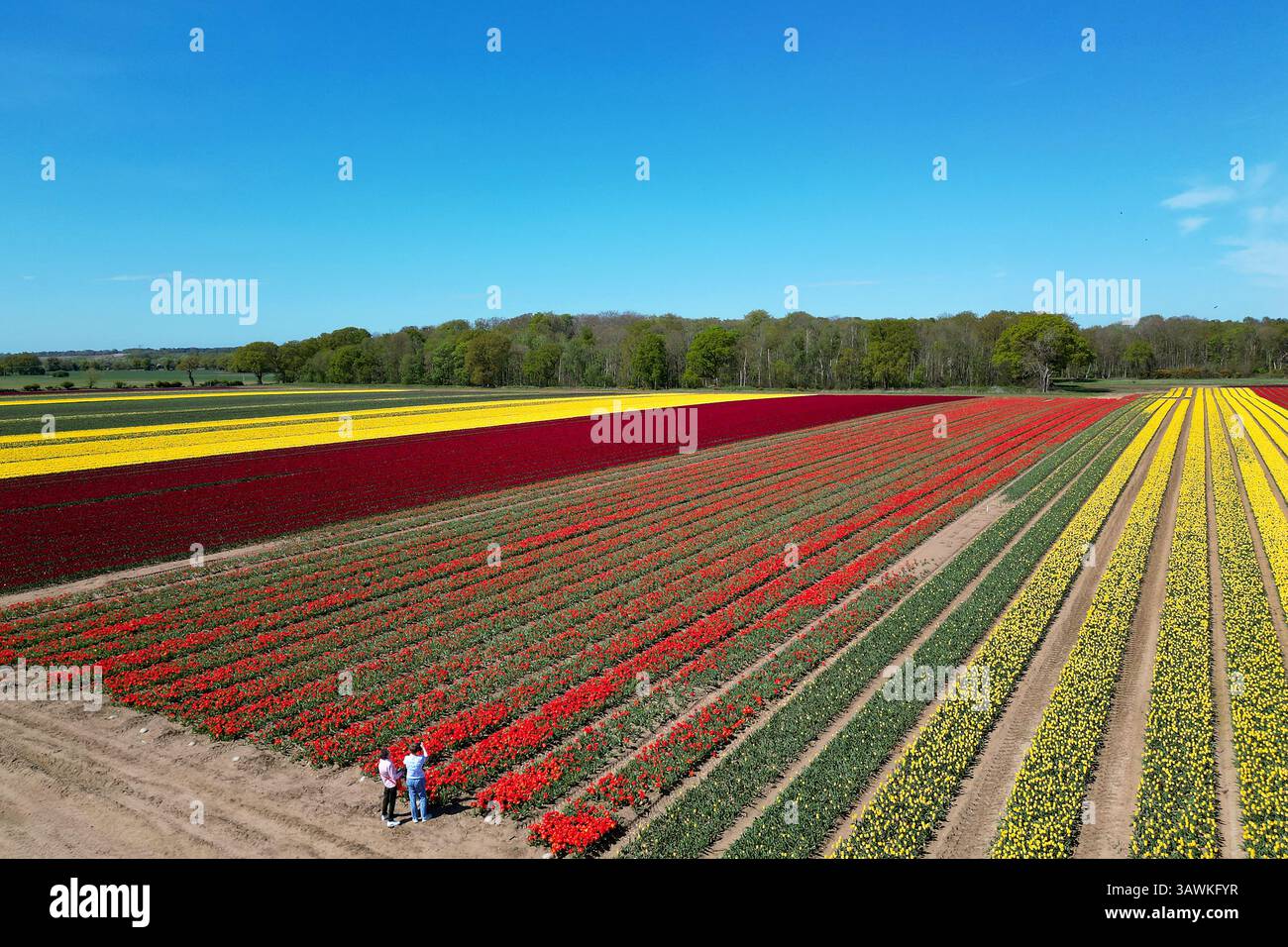 People take photos in a field of tulips as it comes into colour near ...