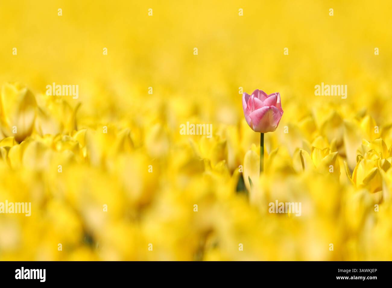 A field of tulips comes into colour near King's Lynn in Norfolk, ahead ...