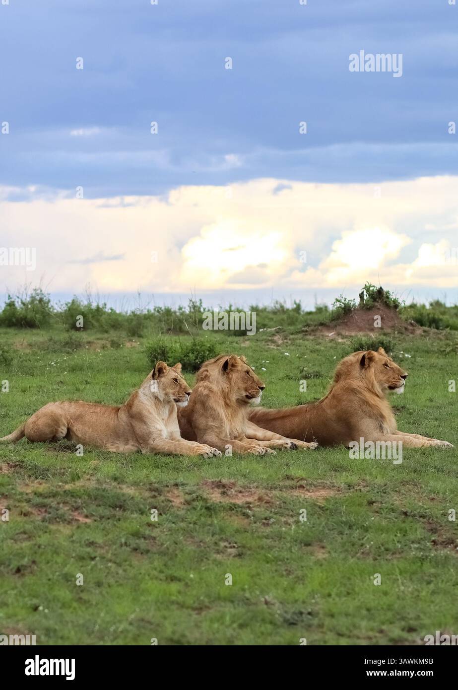 Two male lions and a lioness lounging on the grass in the African ...