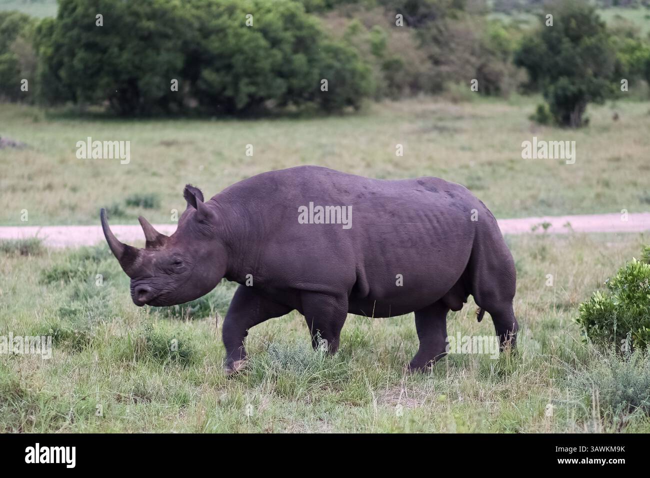 Wild black rhino grazing peacefully in the vast African savanna ...