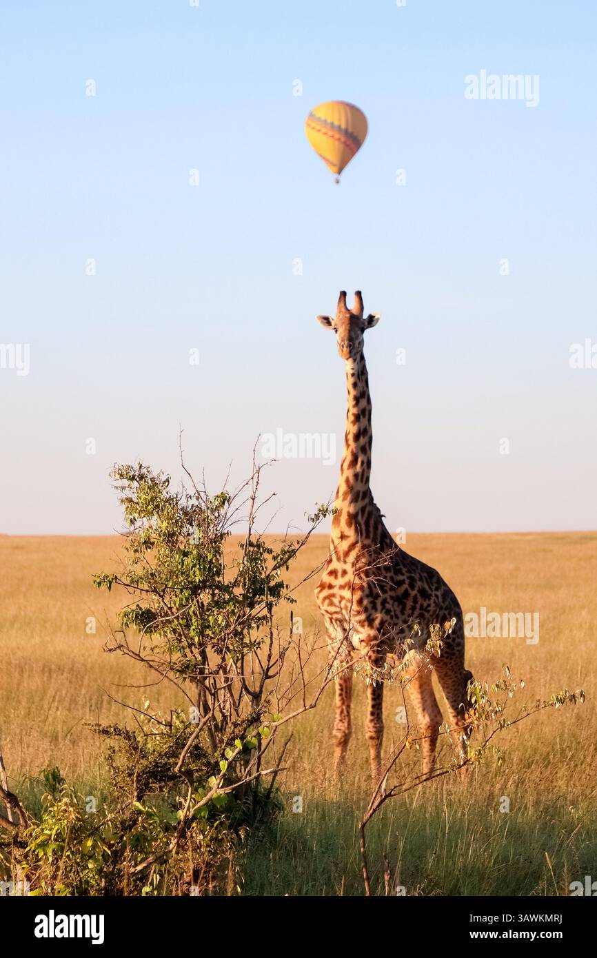 Wild giraffe enjoying the sunrise in the african savanna with a hot air ...