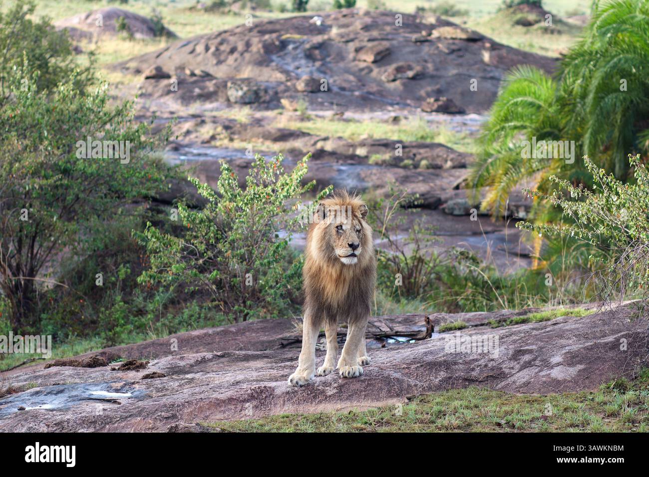 Wild male lion resting on rocky terrain, surveying the vast African ...