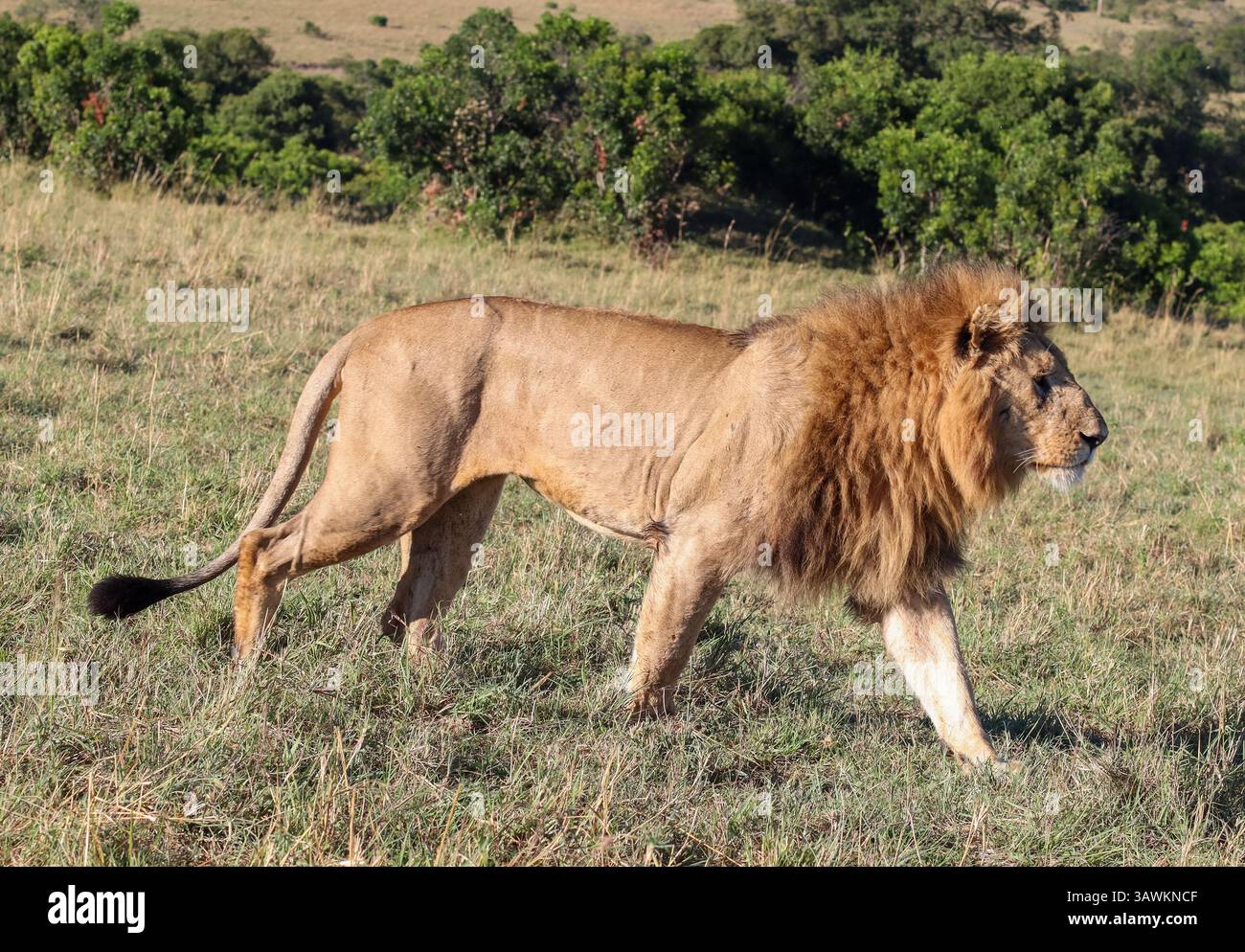 Majestic lion striding confidently through the African savanna under ...