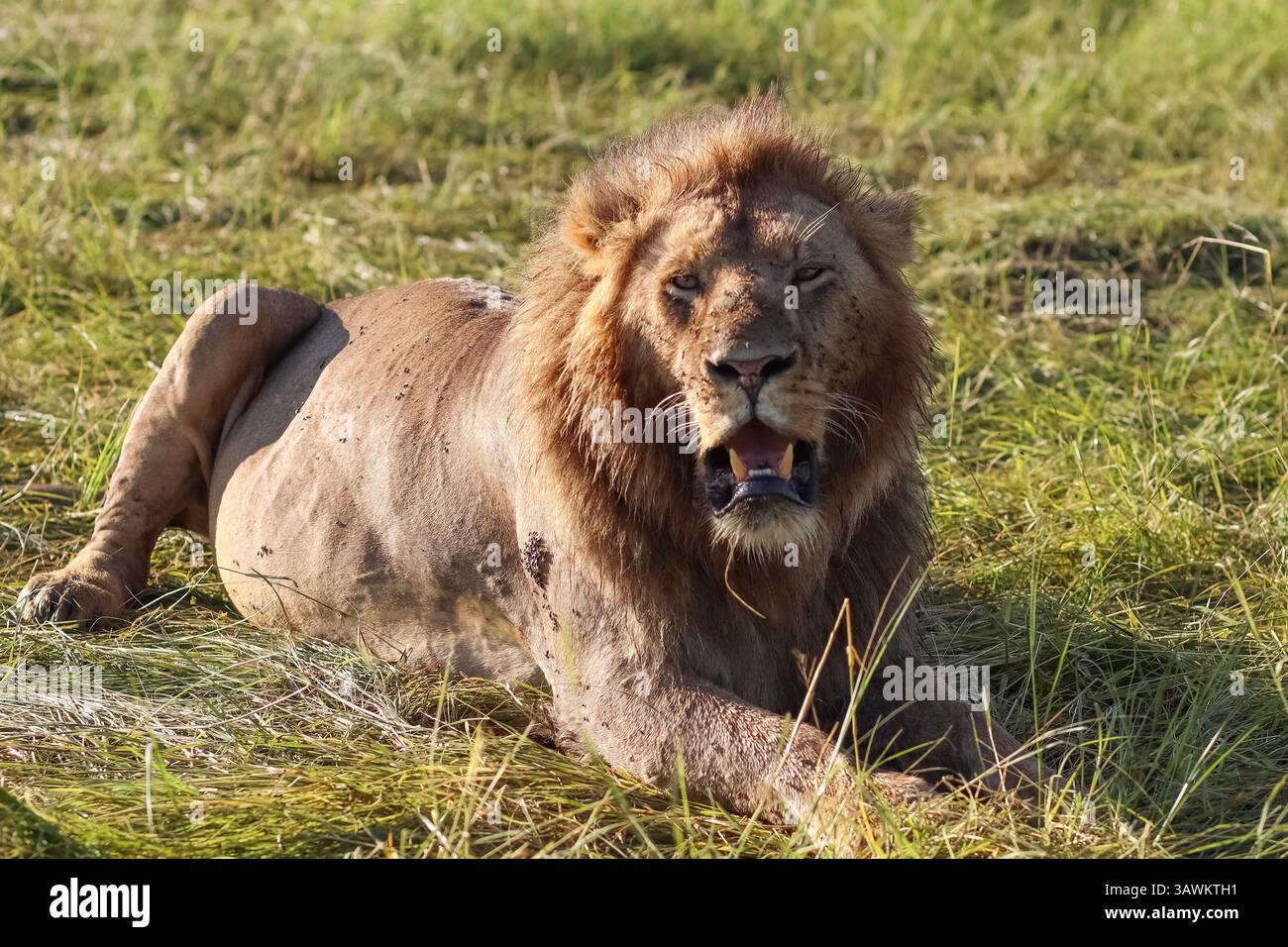 Powerful male lion resting on the grass of the African savanna, exuding ...