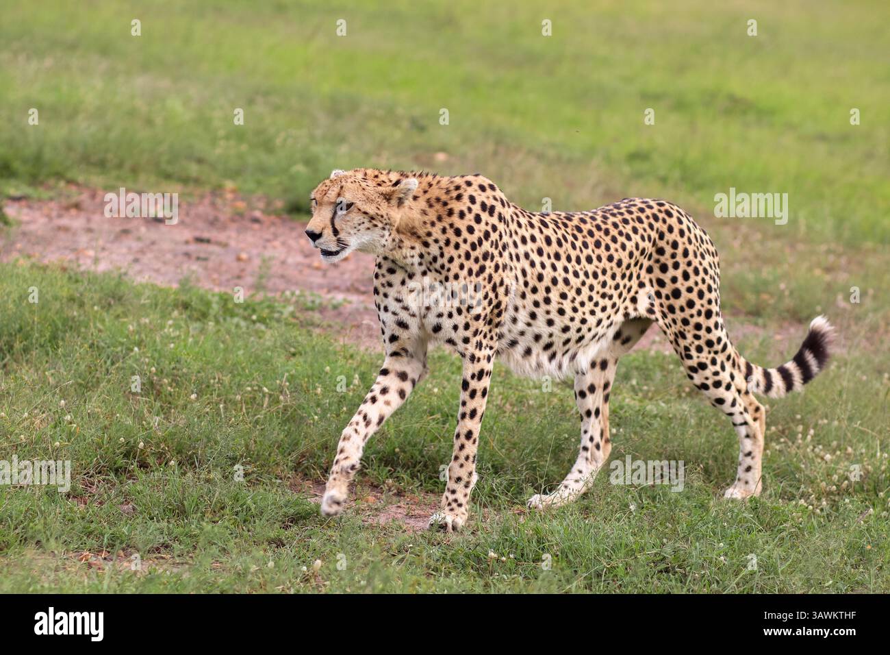 Cheetah walking gracefully through the savannah, scanning the tall ...