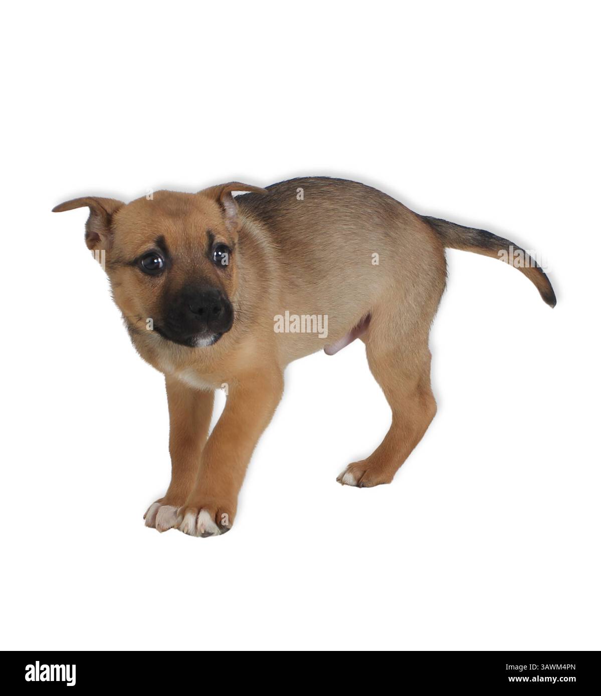 Sad german shepherd puppy Cut Out Stock Images & Pictures - Alamy
