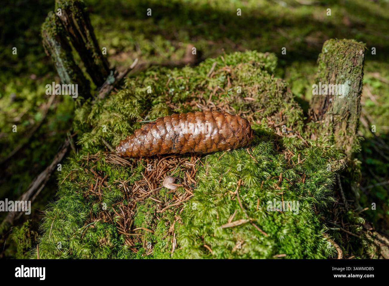 Pine cones on a tree trunk with moss Bad Hofgastein forest Salzburg ...