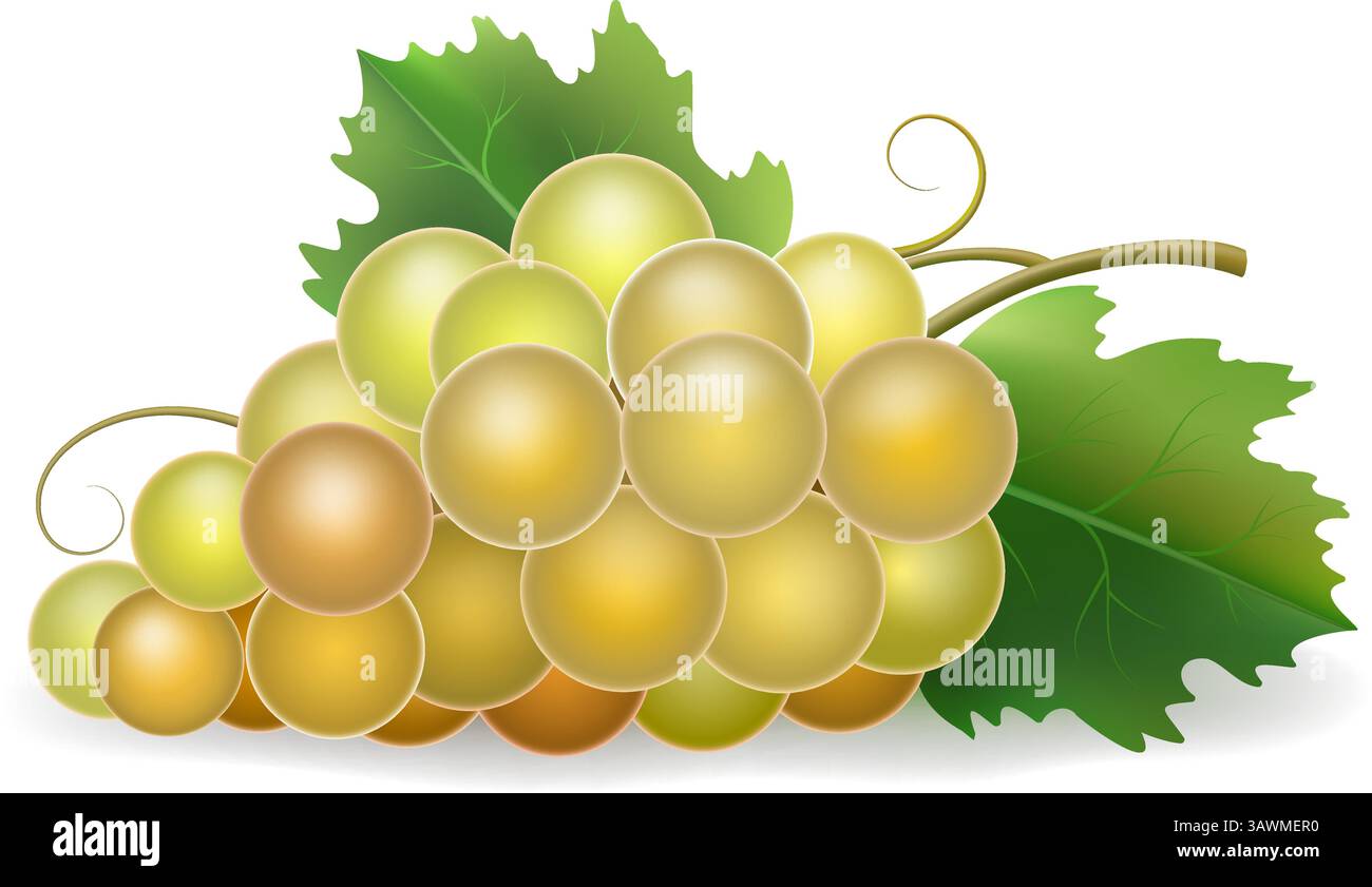 Fresh white grape juice Stock Vector Images - Alamy