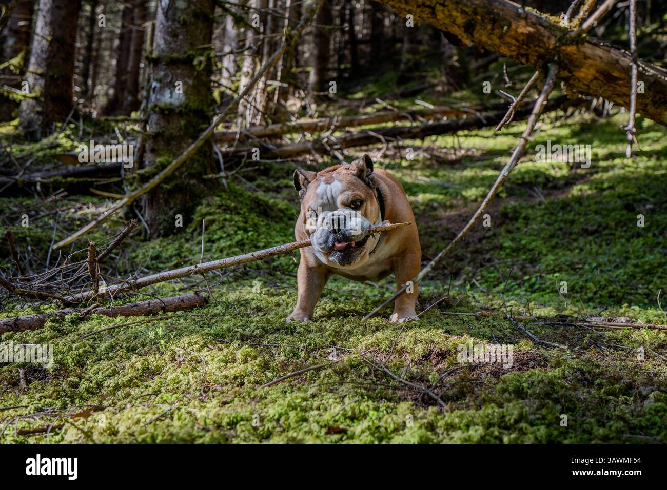 English bulldog on a walk in the forest Bad Hofgastein Wald Salzburg ...