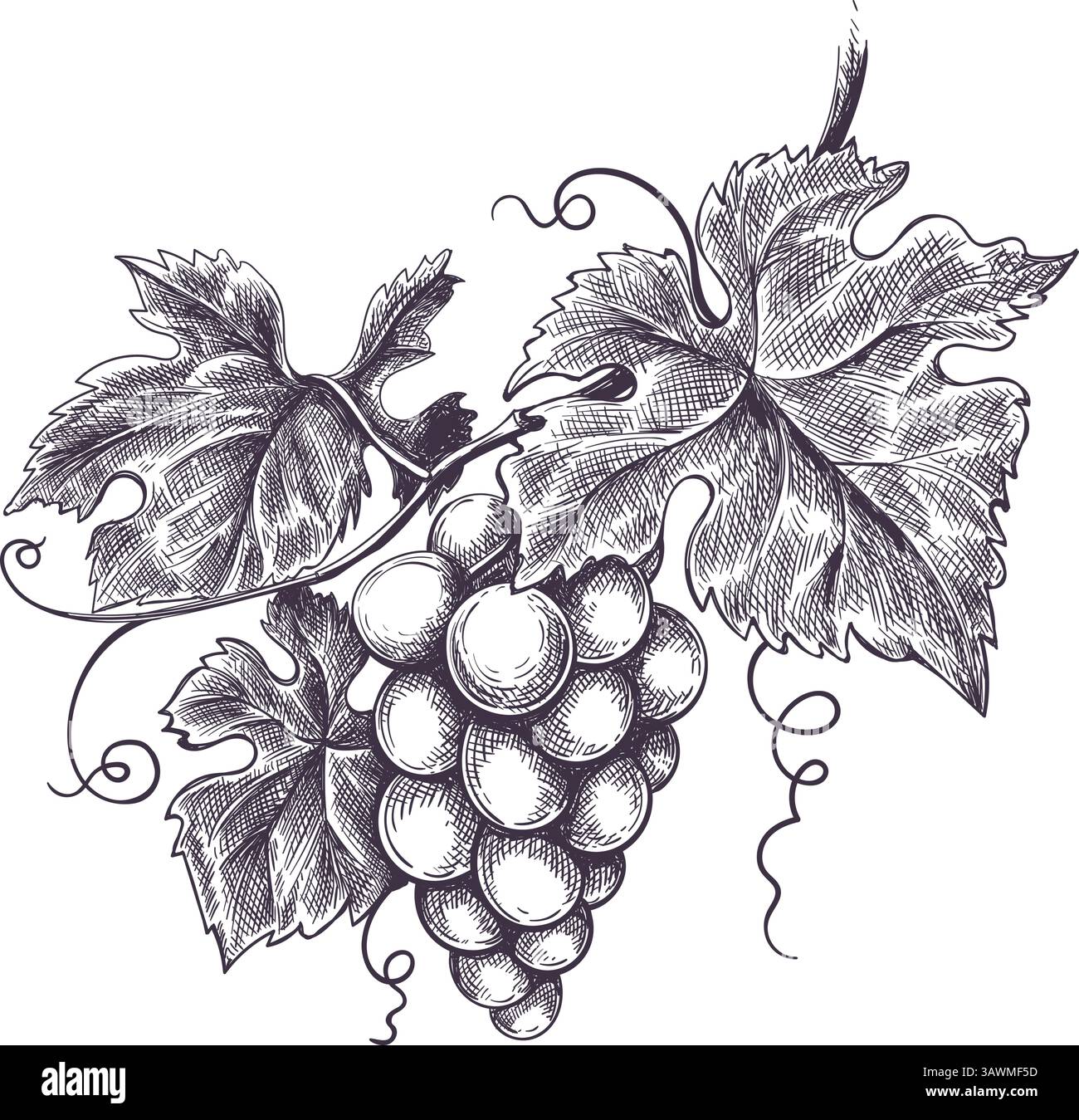 Grapes bunch ink pen sketch Stock Vector Image & Art - Alamy