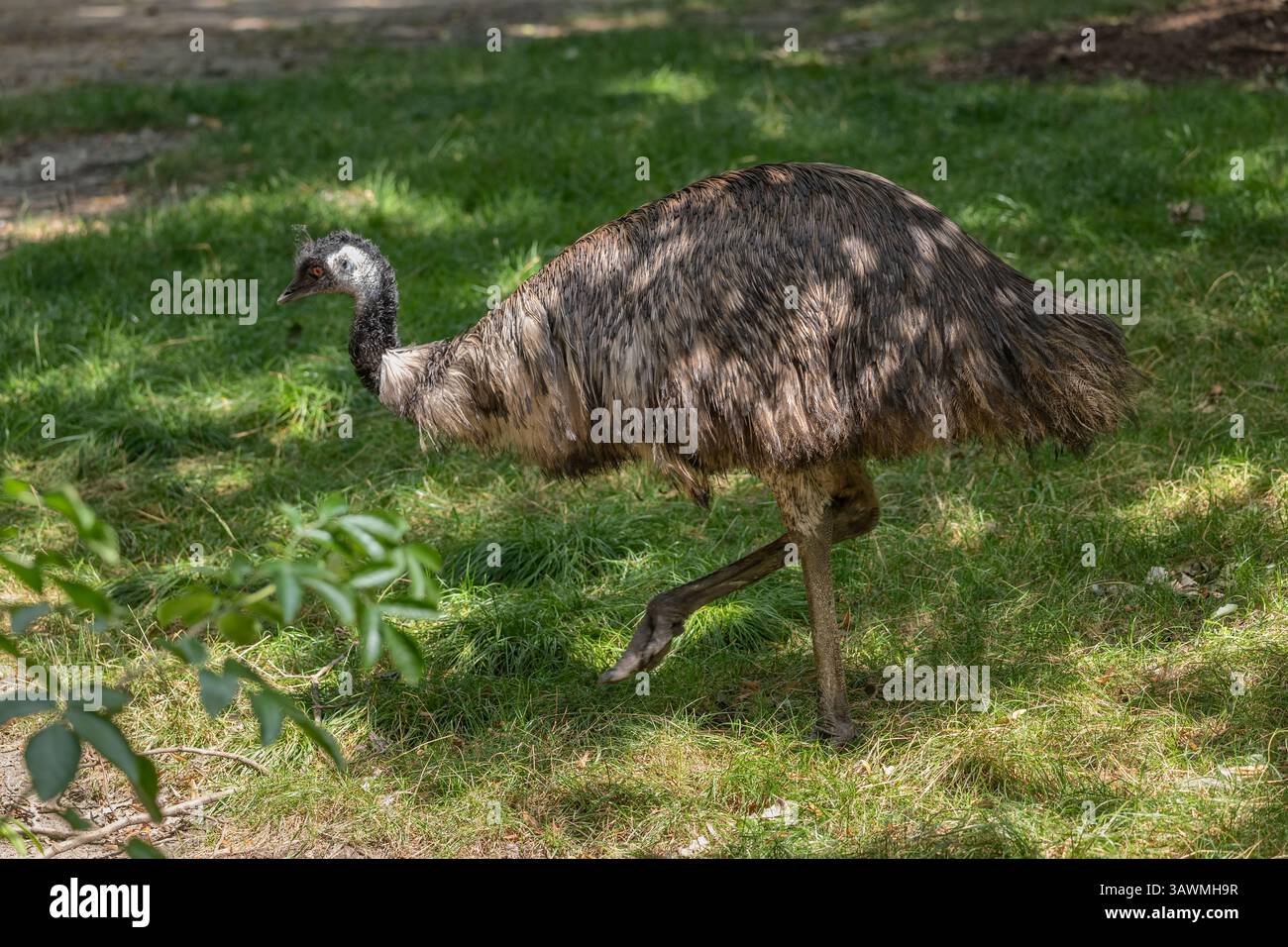 The emu (Dromaius novaehollandiae) bird in grass, animal in the family ...