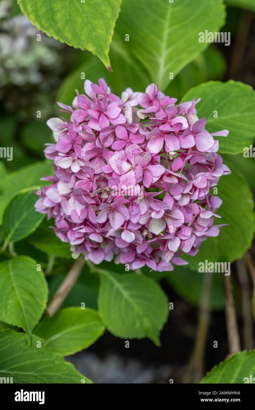 Hydrangea macrophylla (Thunberg ex Murray) hortensia flower in blossom ...