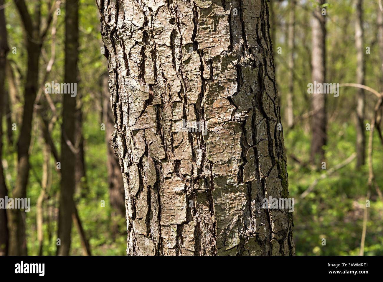 The common alder tree (Alnus glutinosa) in a forest Stock Photo - Alamy