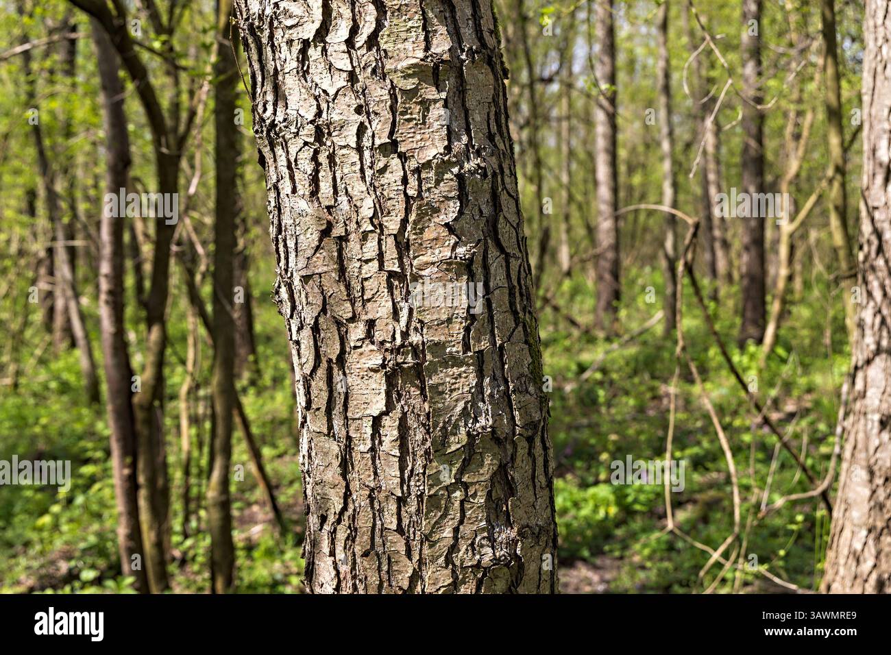 The common alder tree (Alnus glutinosa) in a forest Stock Photo - Alamy