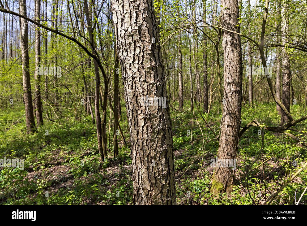 The common alder tree (Alnus glutinosa) in a forest Stock Photo - Alamy