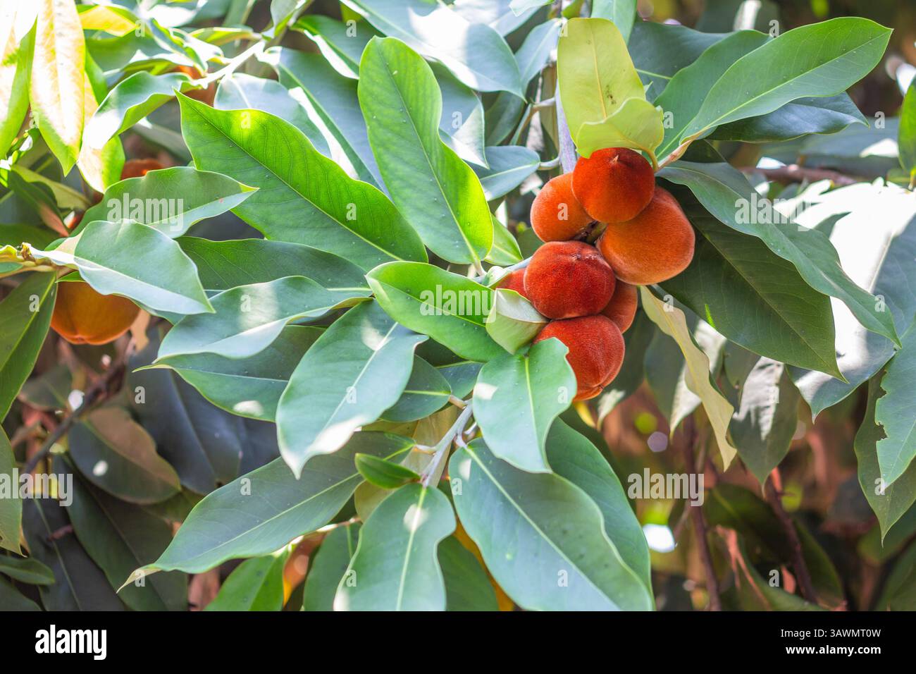 Bright red atsuete fruit growing on an atsuete plant in the Philippines ...