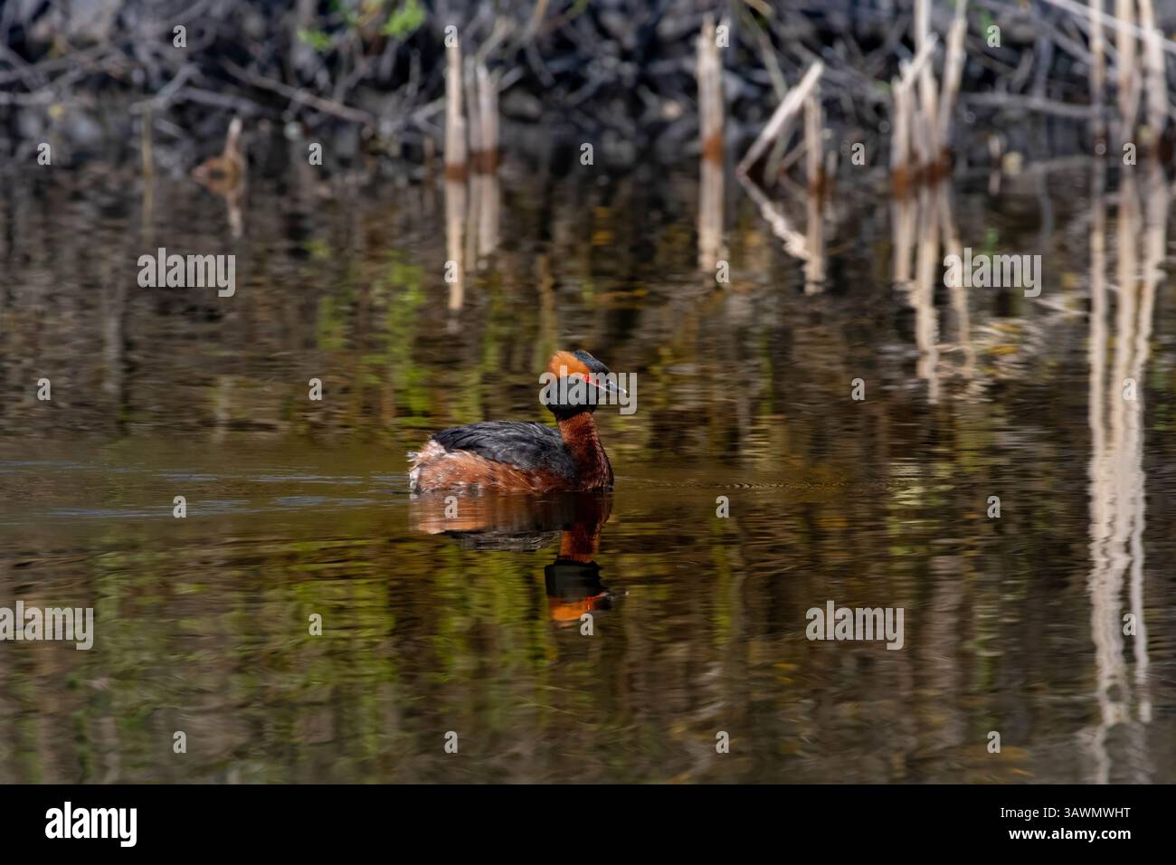 Colorful horned grebe (Podiceps auritus) swimming on a small pond Stock ...