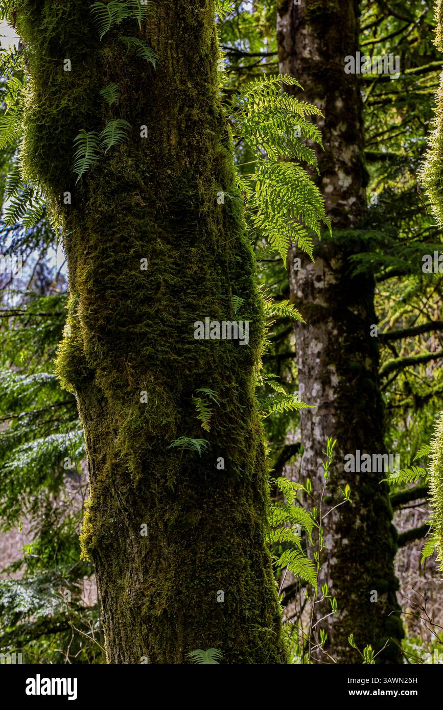 Bigleaf Maple trunk with moss and Licorice Ferns on the McLane Creek ...