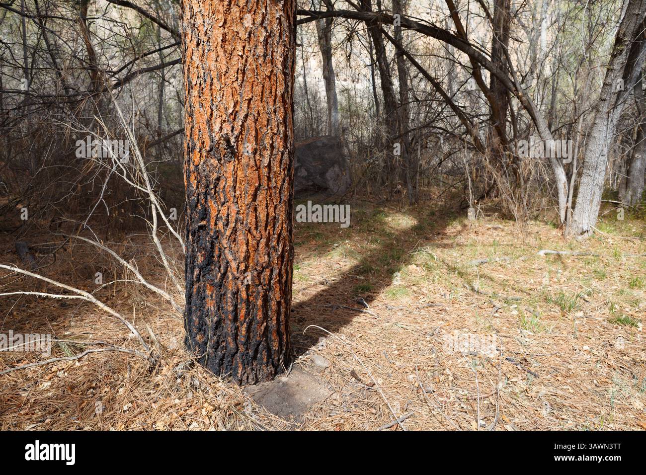 A Ponderosa Pine tree showing fire damaged bark in New Mexico, USA ...