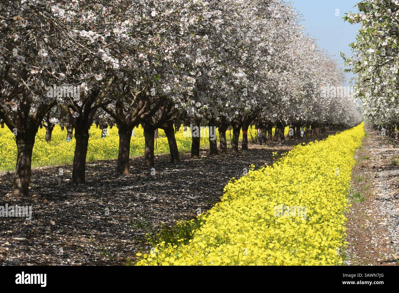 Almond tree orchard in spring blossom Stock Photo - Alamy