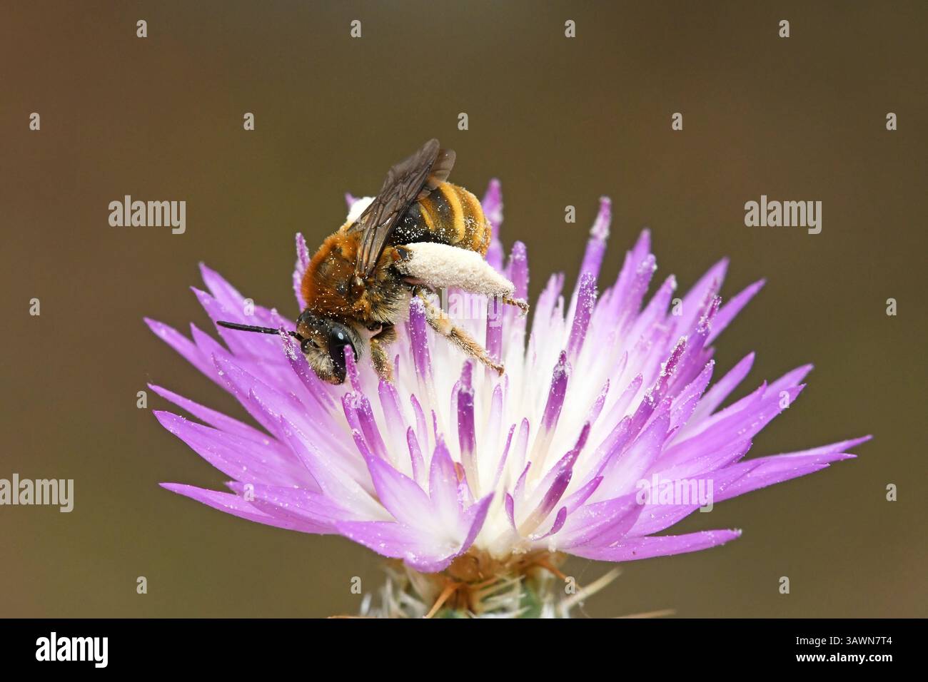 Wild bee pollinating a flower of Blush Centaury - Centaurea crocodylium ...