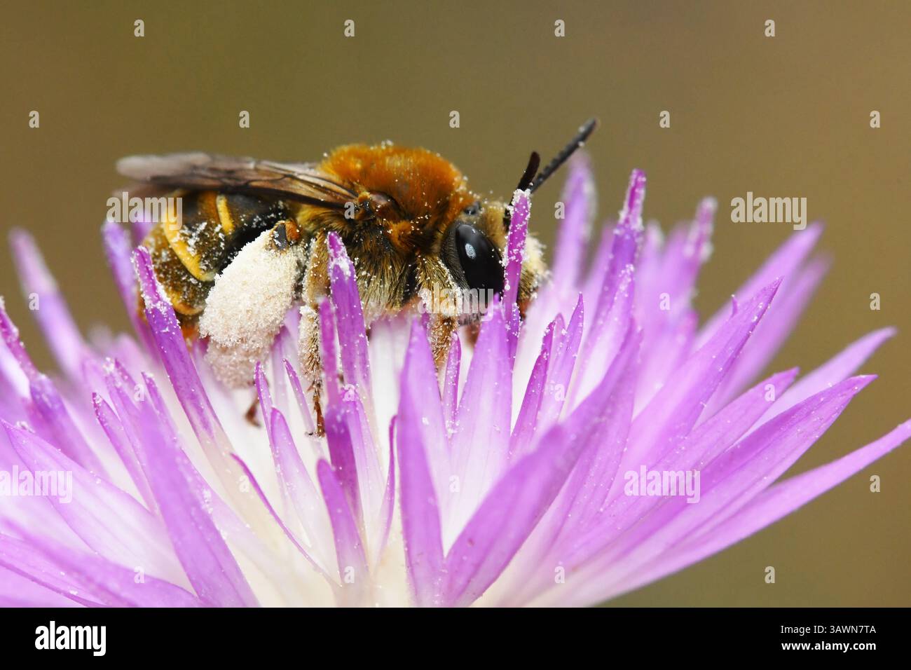 Wild bee pollinating a flower of Blush Centaury - Centaurea crocodylium ...