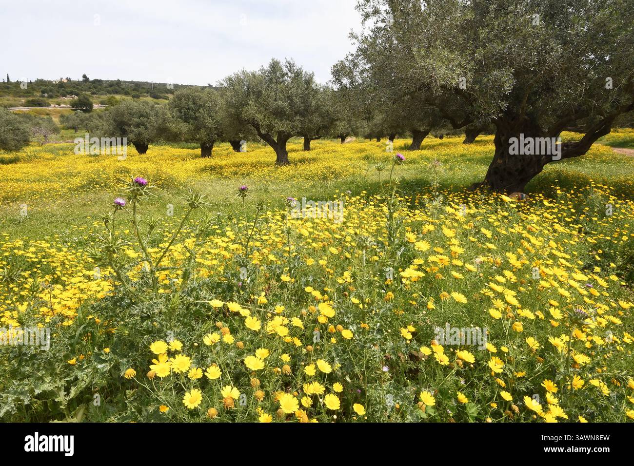 Olive grove hi-res stock photography and images - Alamy