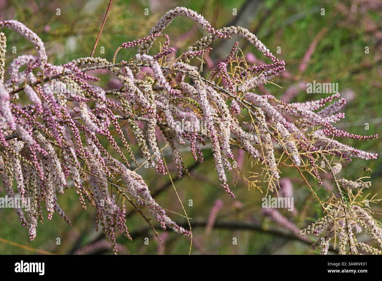Tamarix tetragyna hi-res stock photography and images - Alamy