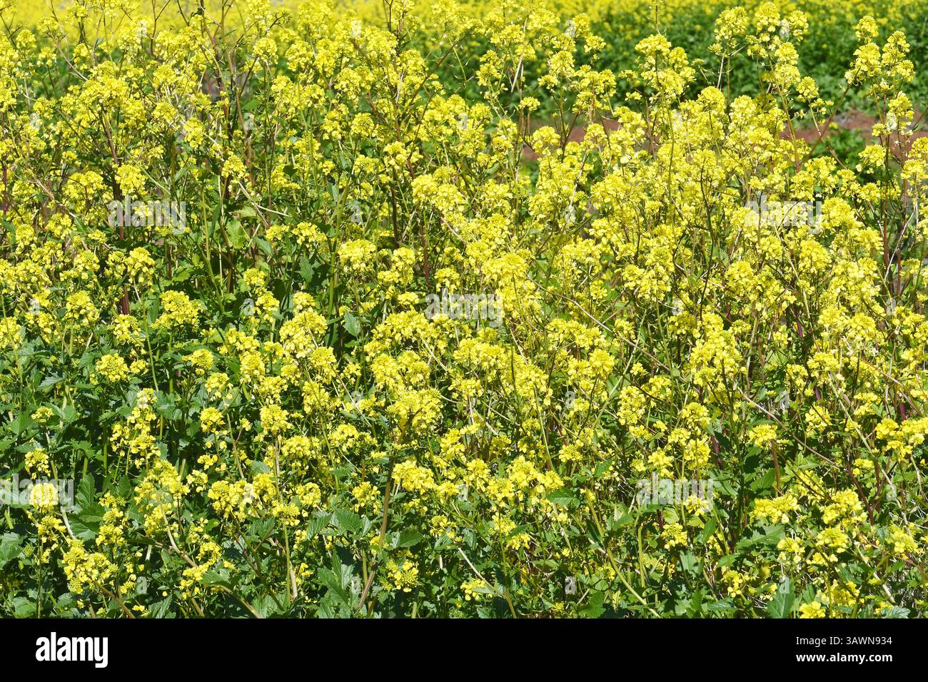 wild mustard, charlock, Sinapis arvensis blossom Stock Photo - Alamy