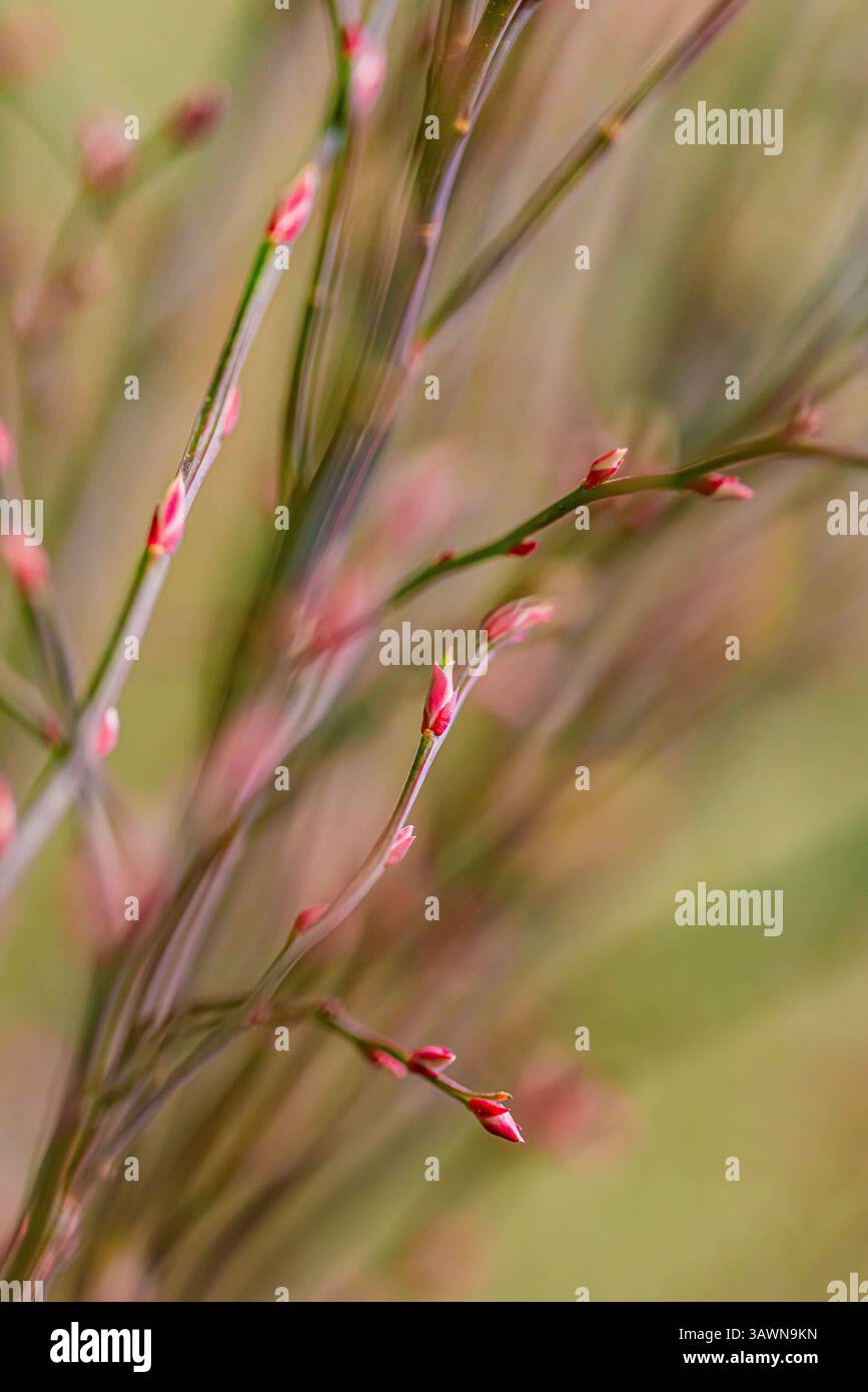 Huckleberry creek hi-res stock photography and images - Alamy
