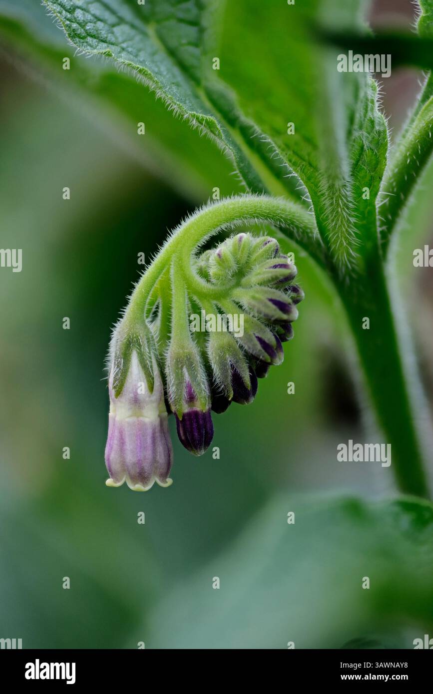 Bloom of Comfrey (Symphytum officinale). This is an herb plant used in ...