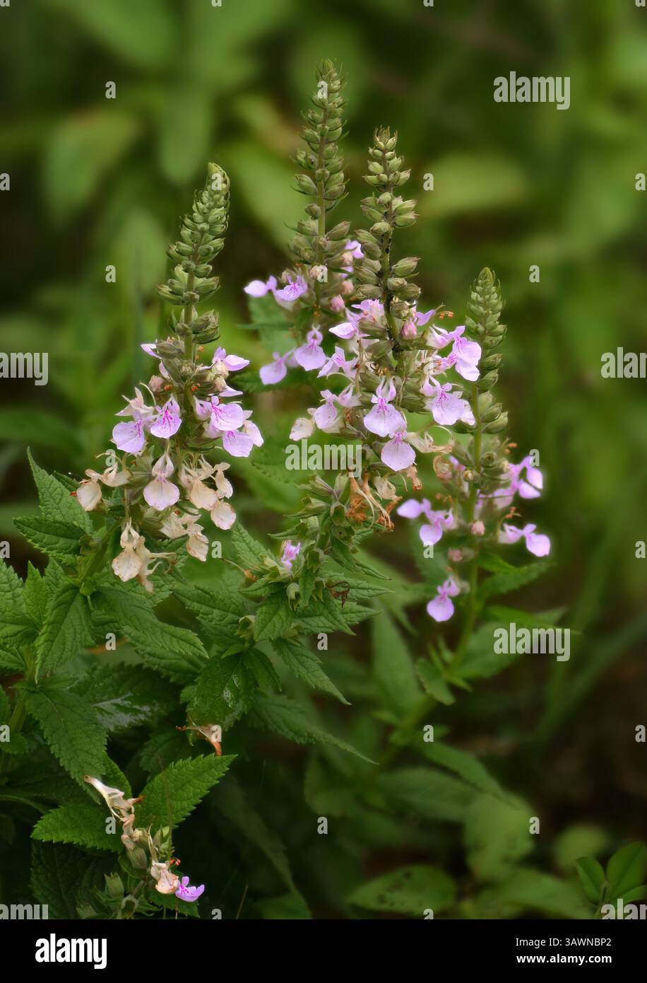 American Germander (Teucrium canadense) is a native wildflower in North ...