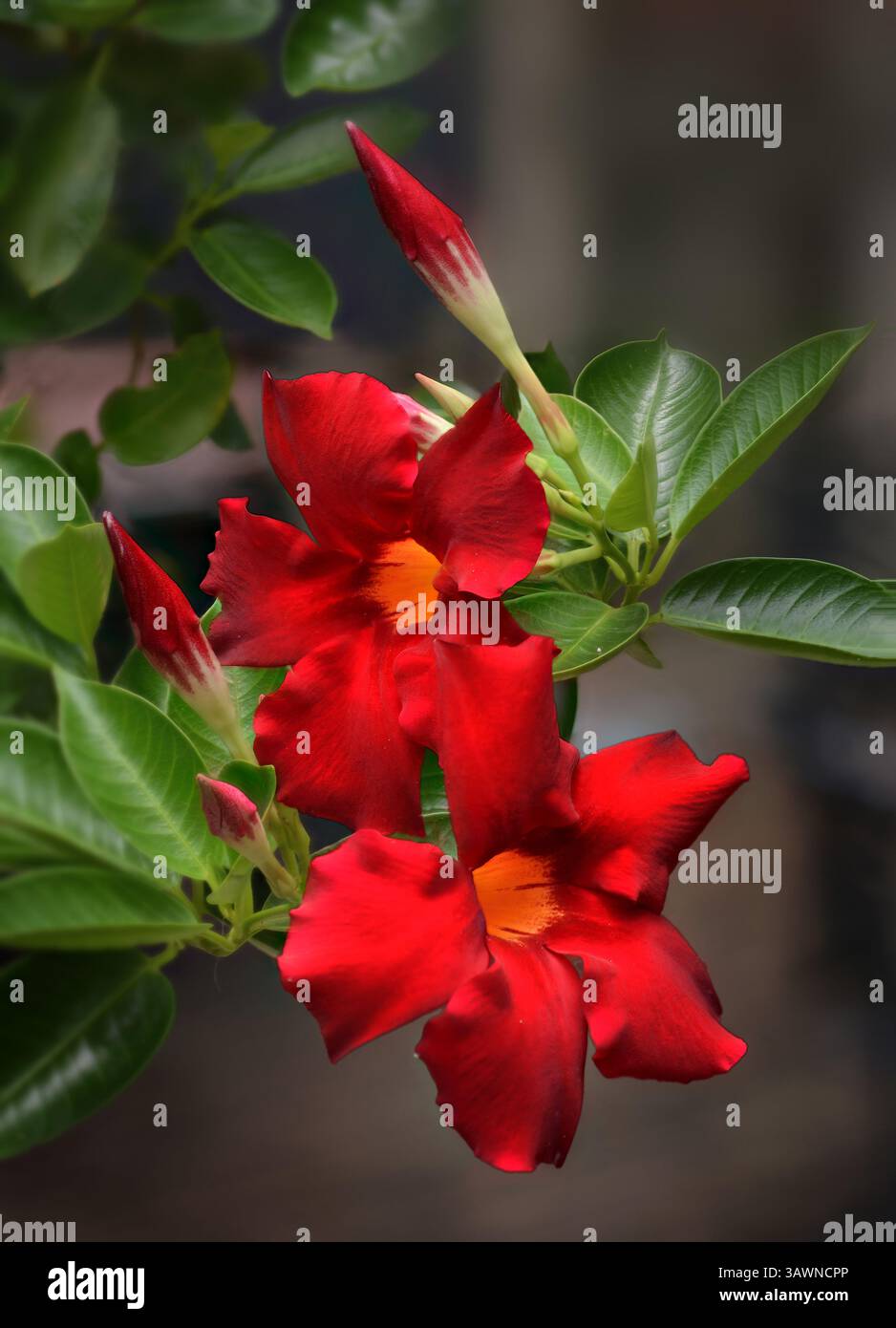 Red mandevilla (Mandevilla dipladenia) aka Rocktrumpet is a tropical ...