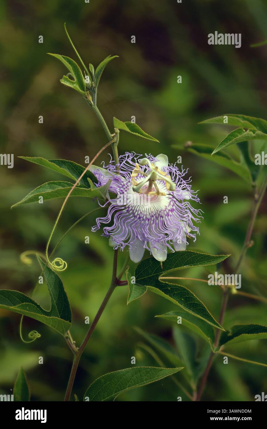 Passion flower (Passiflora incarnata) is native to Missouri gives ...