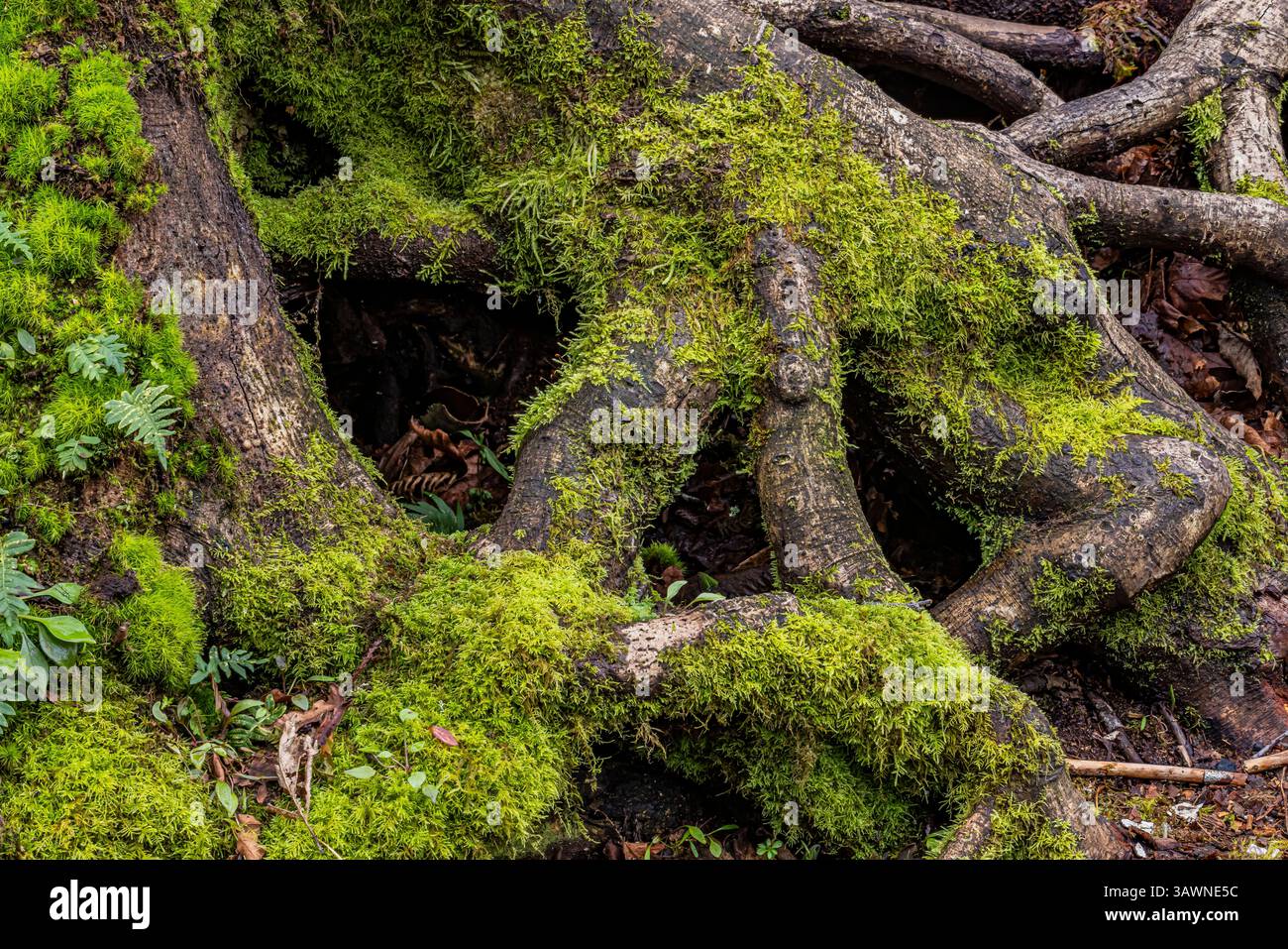 Moss-covered tree base and roots along McLane Creek Nature Trail ...