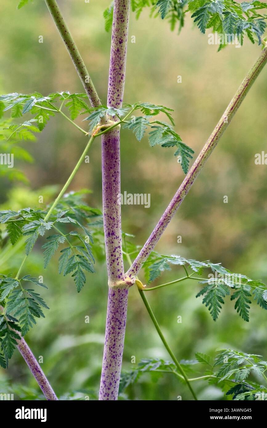 Poison Hemlock (Conium maculatum) during peak bloom season in late May ...