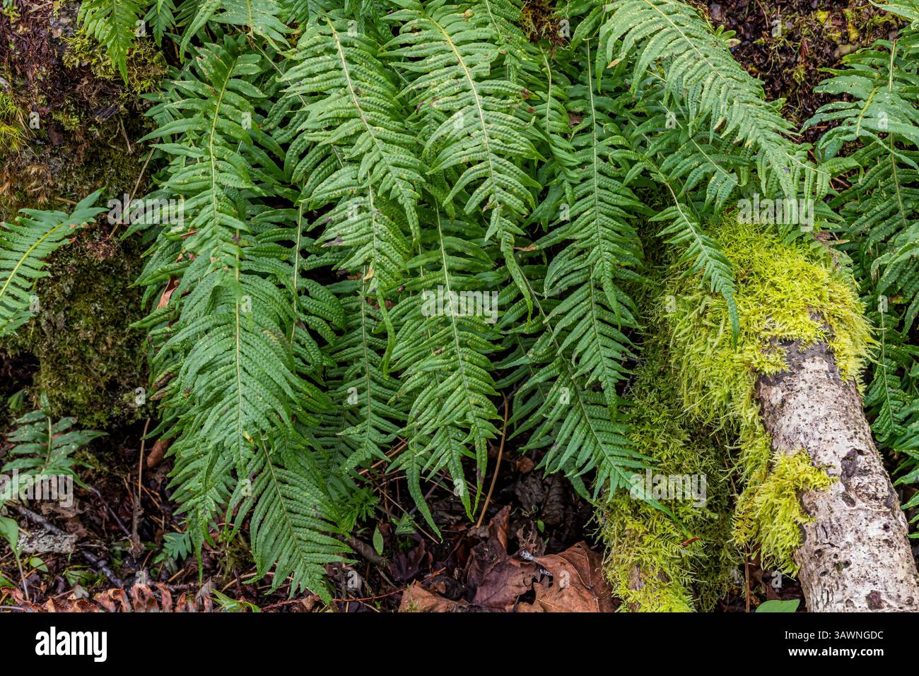 Western Sword Fern, Polystichum munitum, along McLane Creek Nature ...