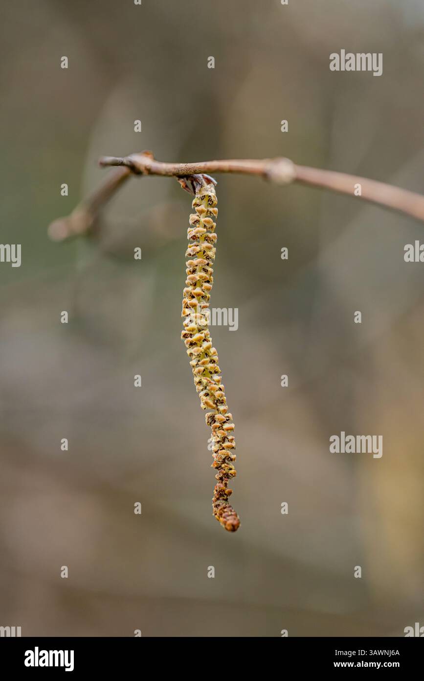Corylus cornuta hi-res stock photography and images - Alamy
