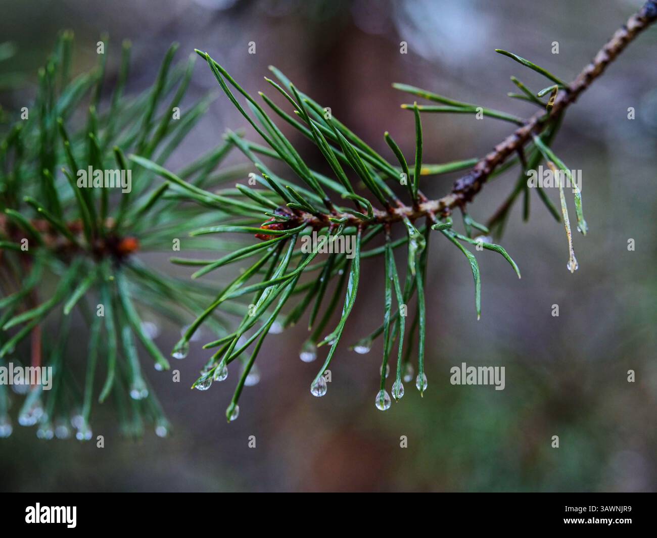 Drops rain in pine leaves hi-res stock photography and images - Alamy
