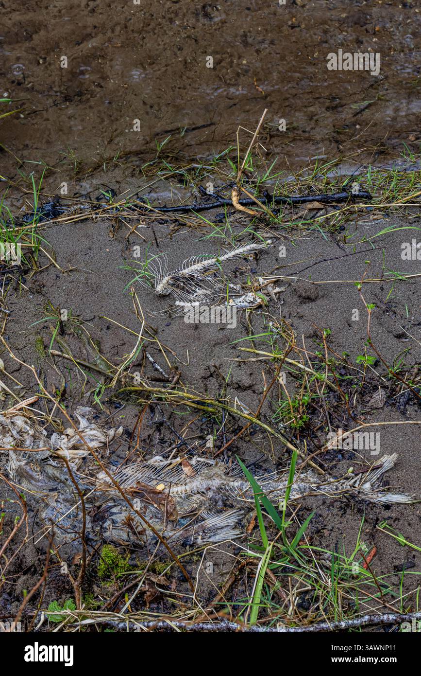 Remains of dead salmon after spawning in McLane Creek Nature Trail ...