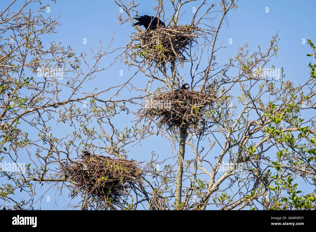 Tree top level view of crows nesting in tree top in Gloucestershire, UK ...