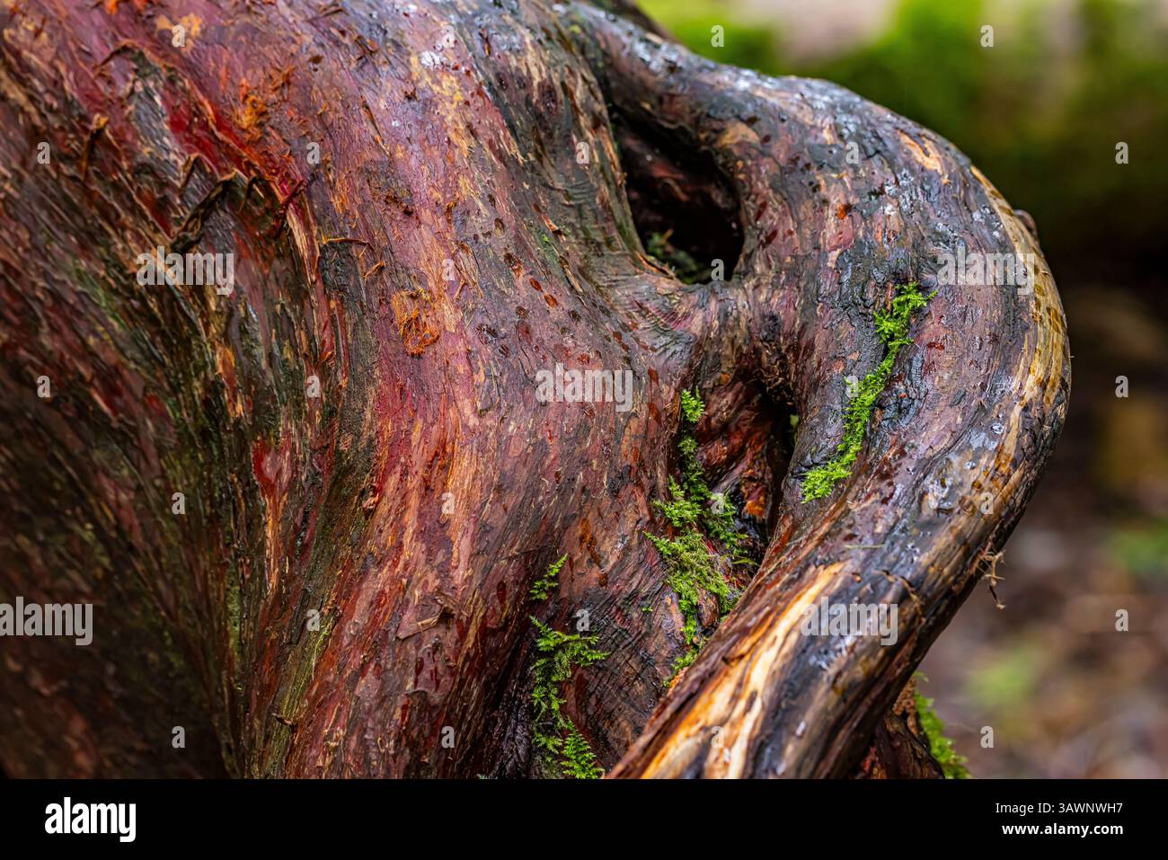 Western Hemlock, Tsuga heterophylla, roots having grown over cedar ...
