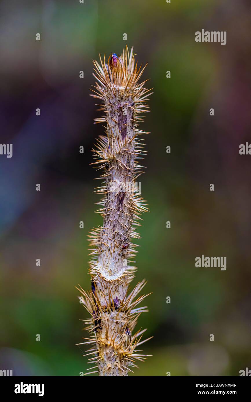 Devil's Club, Oplopanax horridus, stem along McLane Creek Nature Trail ...