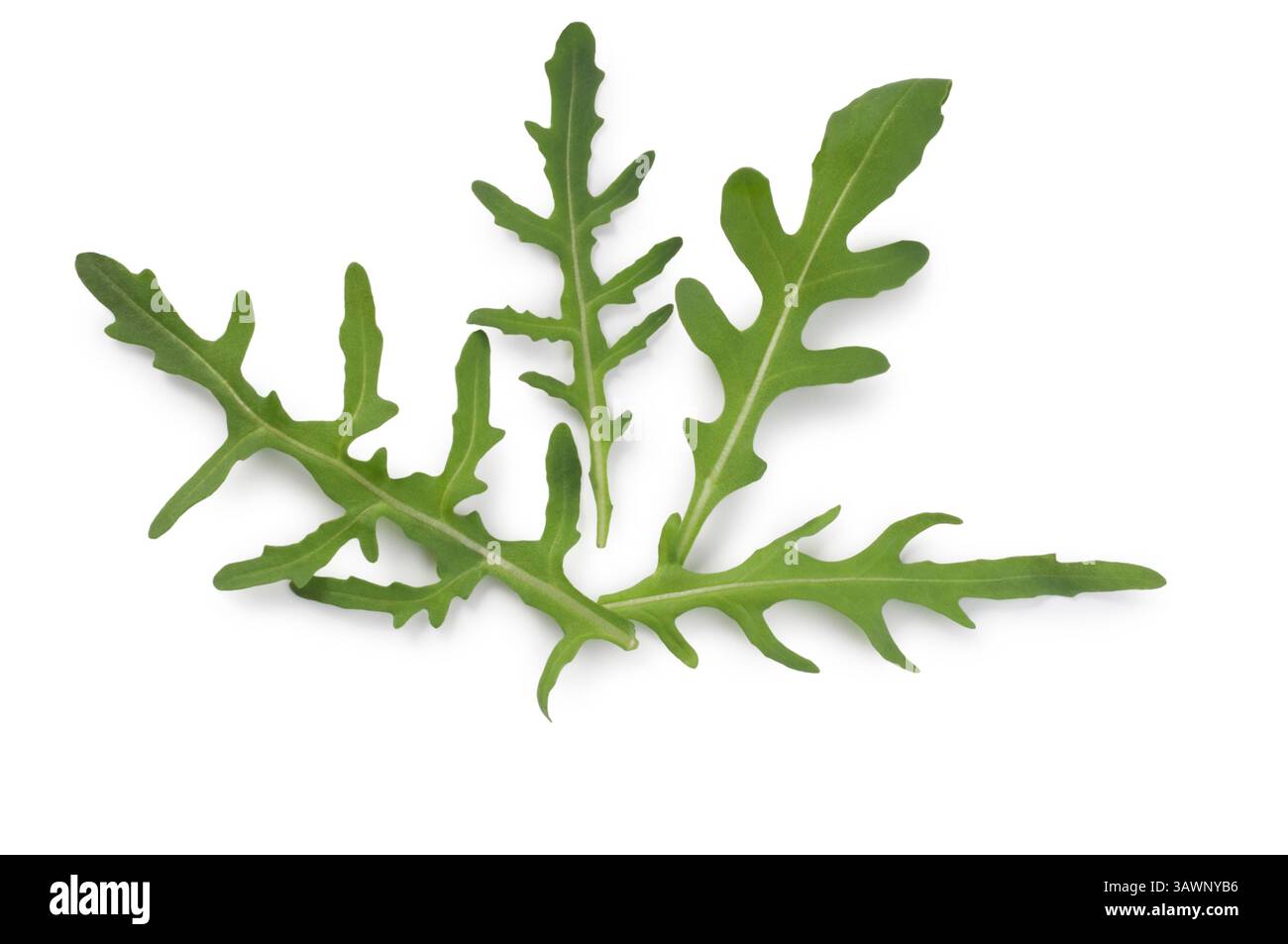 Studio shot of arugula or rocket leaves cut out against a white ...