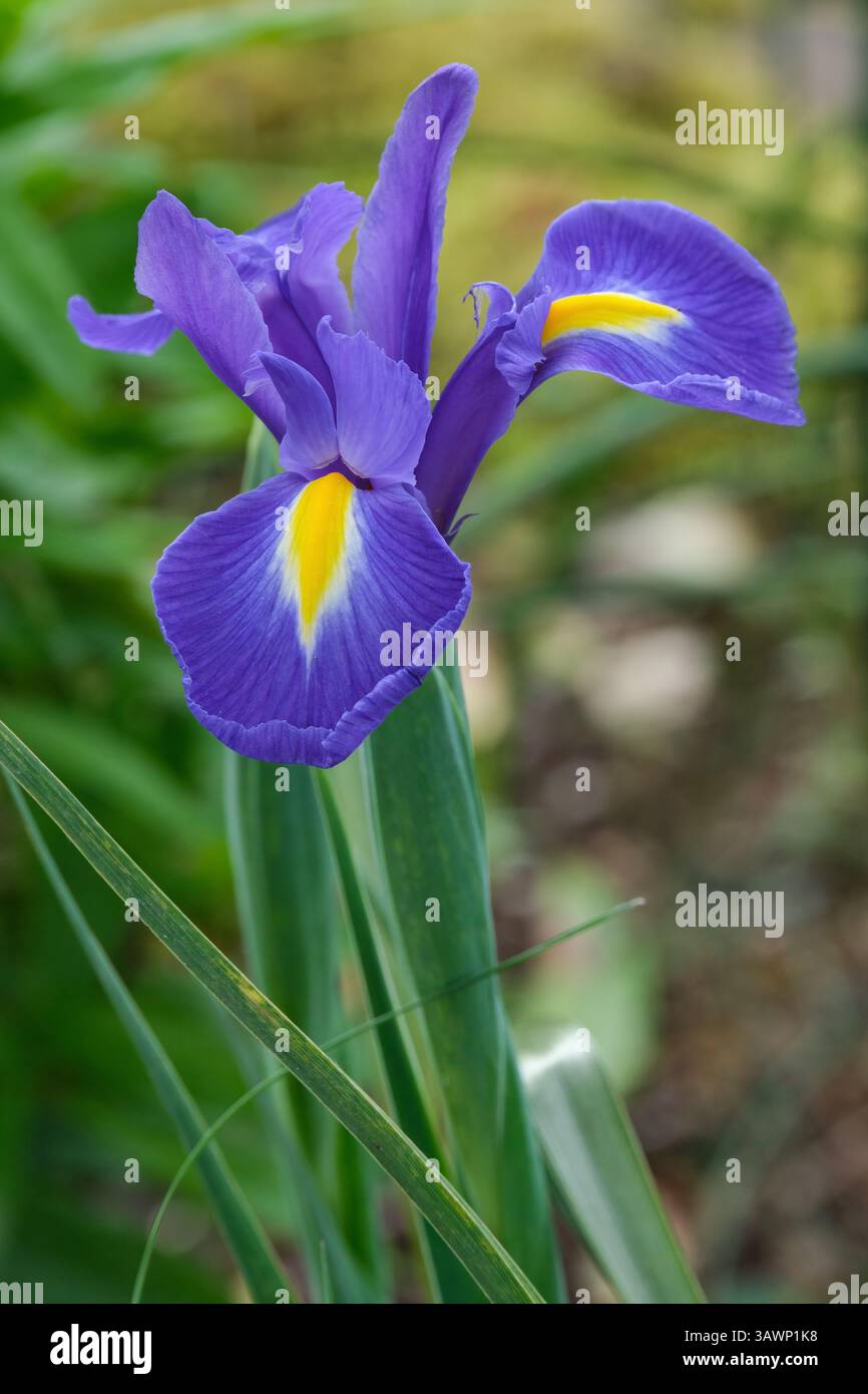 Iris hollandica blue magic, iris Blue Magic, Dutch, violet-blue flowers ...