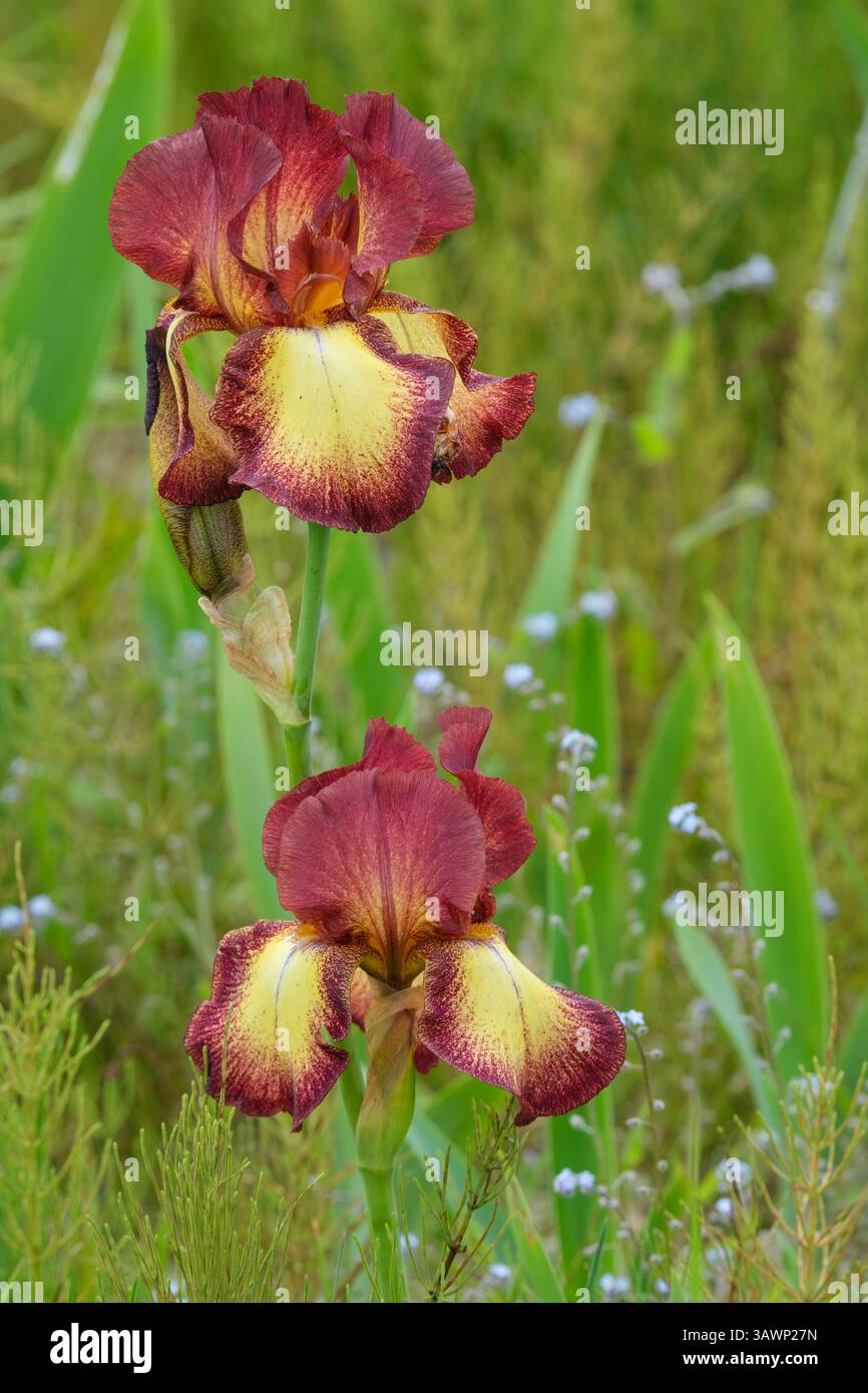 Iris provencal hi-res stock photography and images - Alamy