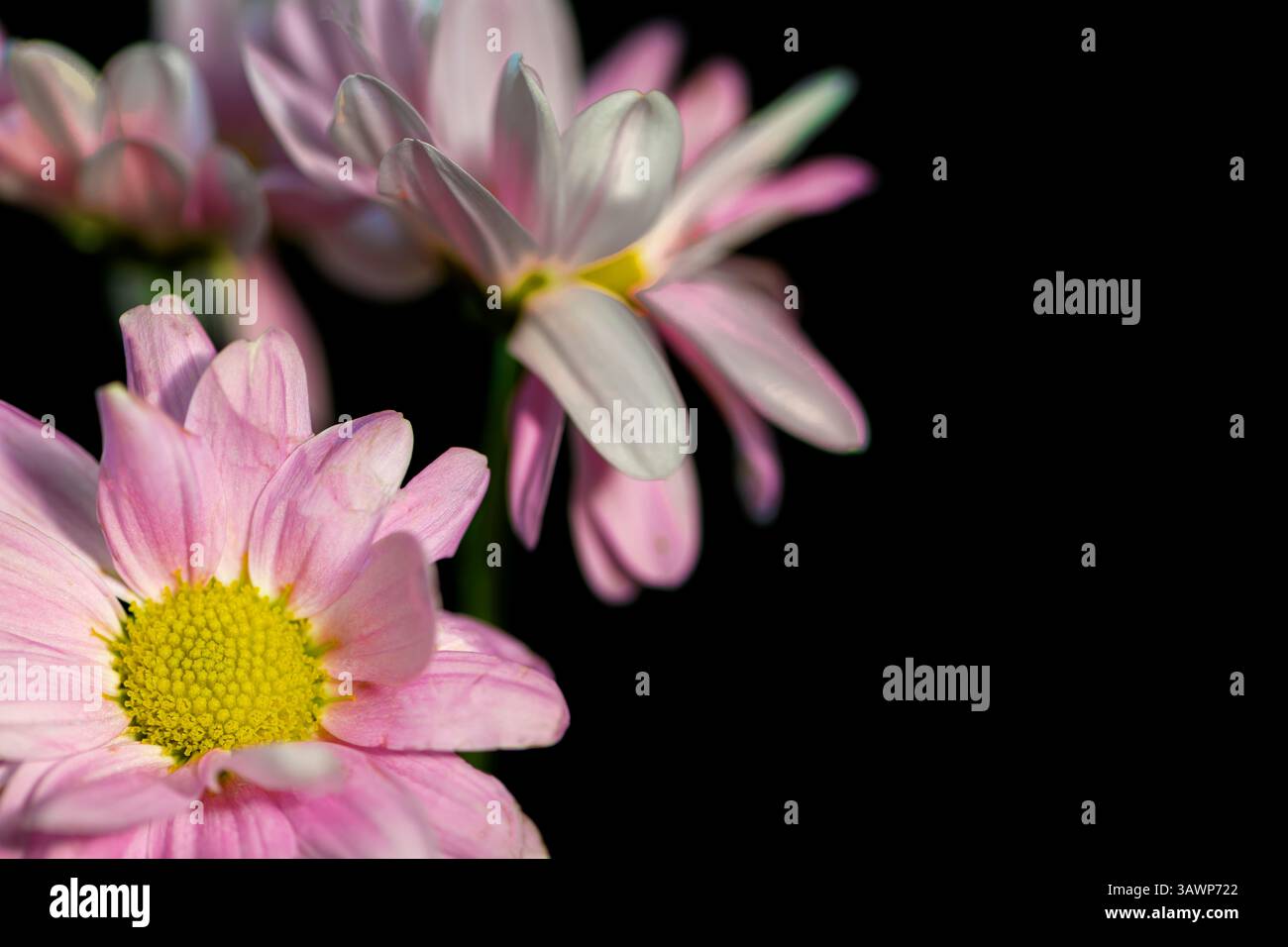 Beautiful pink daisies in hi-res stock photography and images - Alamy