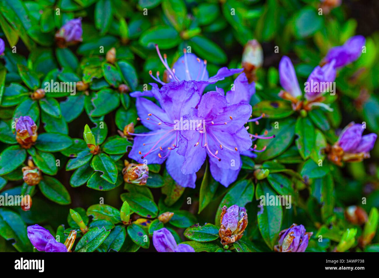 Blue Rhododendron bloom in Van Dusen Gardens Vancouver Canada Stock ...